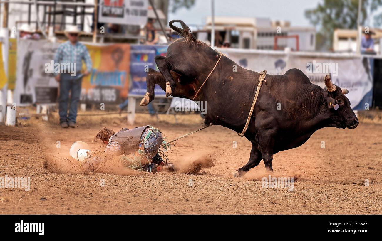 Cowboy gets bucked off a wild bull at a country rodeo Australia Stock ...