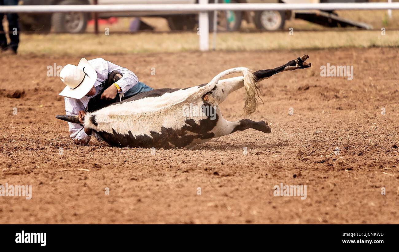 Cowboy wrestles calf to the ground in event at country rodeo Australia ...