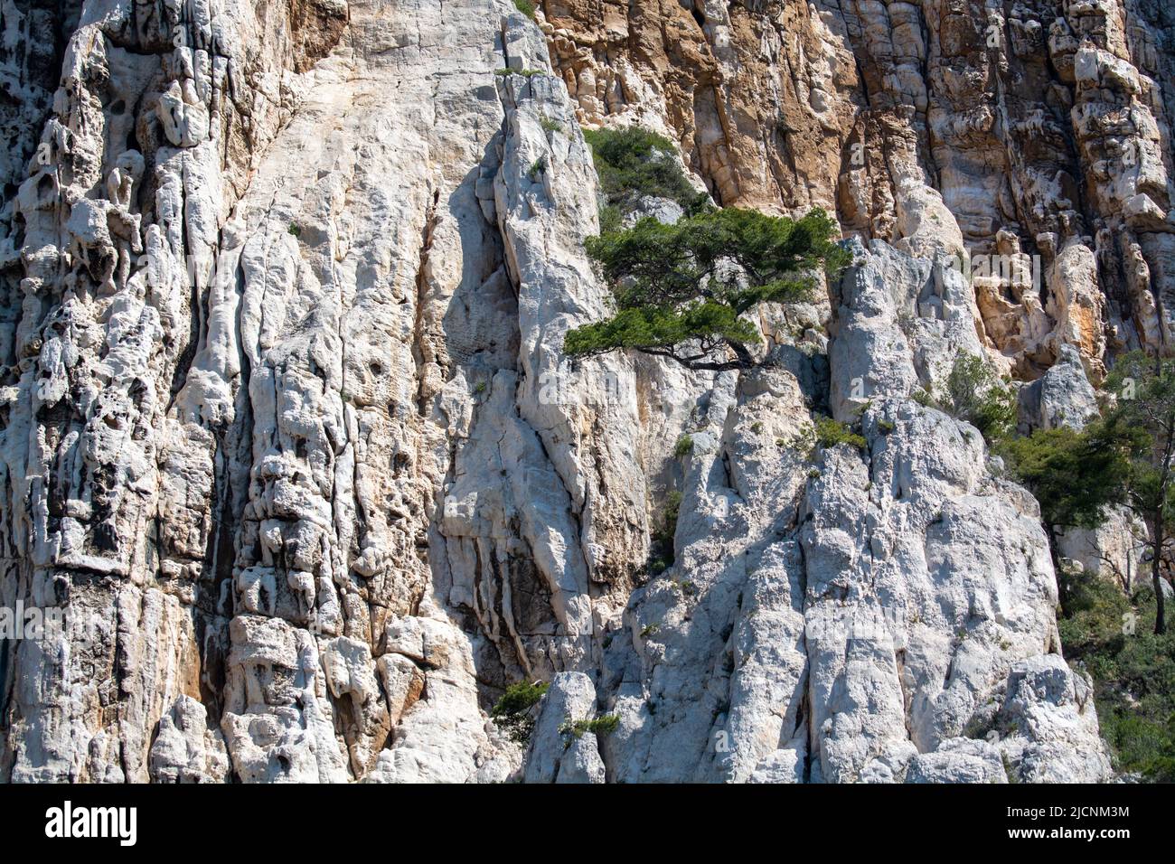 Mediterranean pine trees growing on white limestone rocks and cliffs in ...