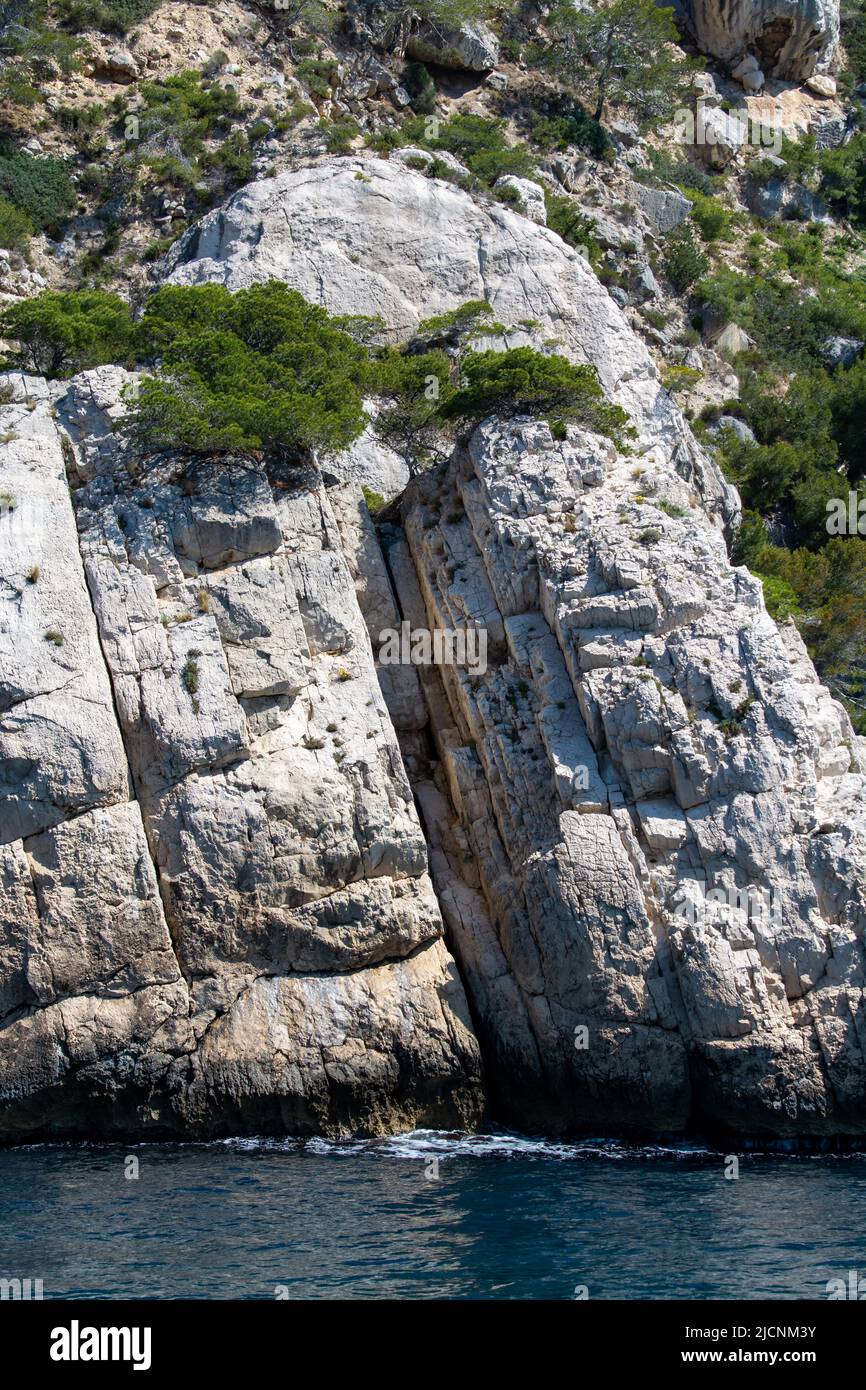 Mediterranean pine trees growing on white limestone rocks and cliffs in ...