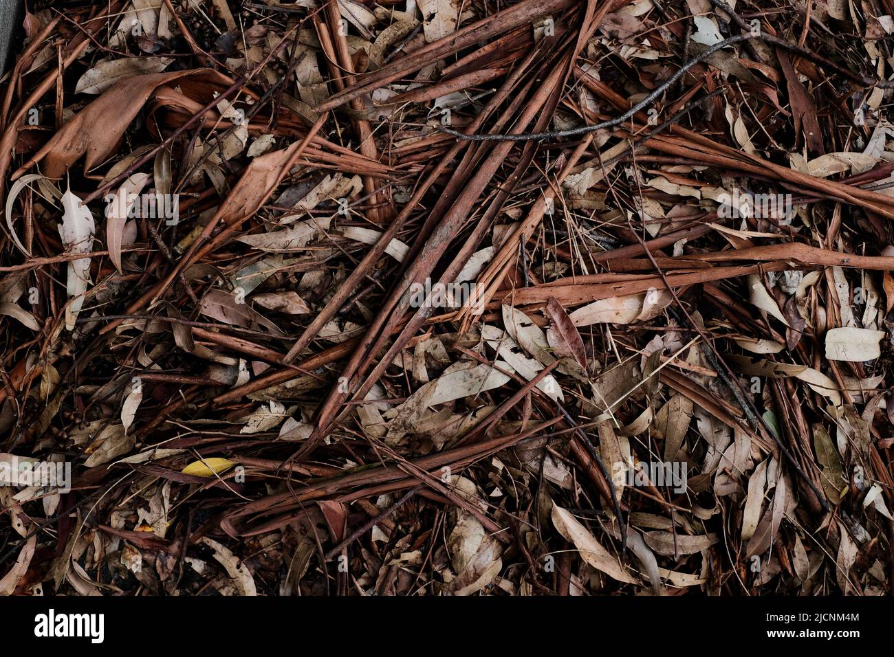 A closeup image of parched dry withered Australian bush ground cover ...