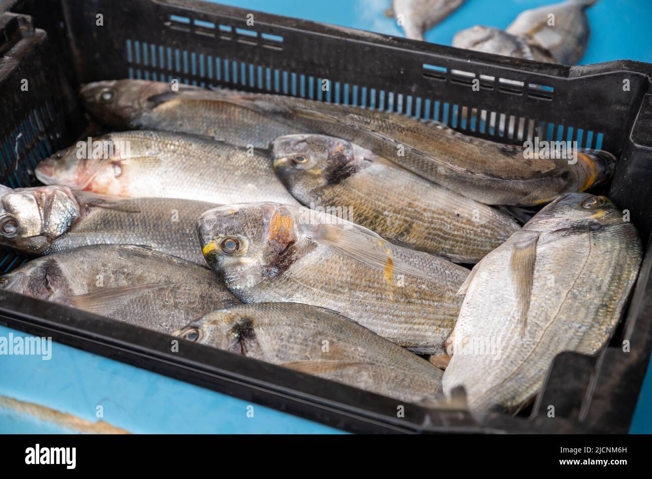 Catch of the day for sale on daily fish market in old port of Marseille ...