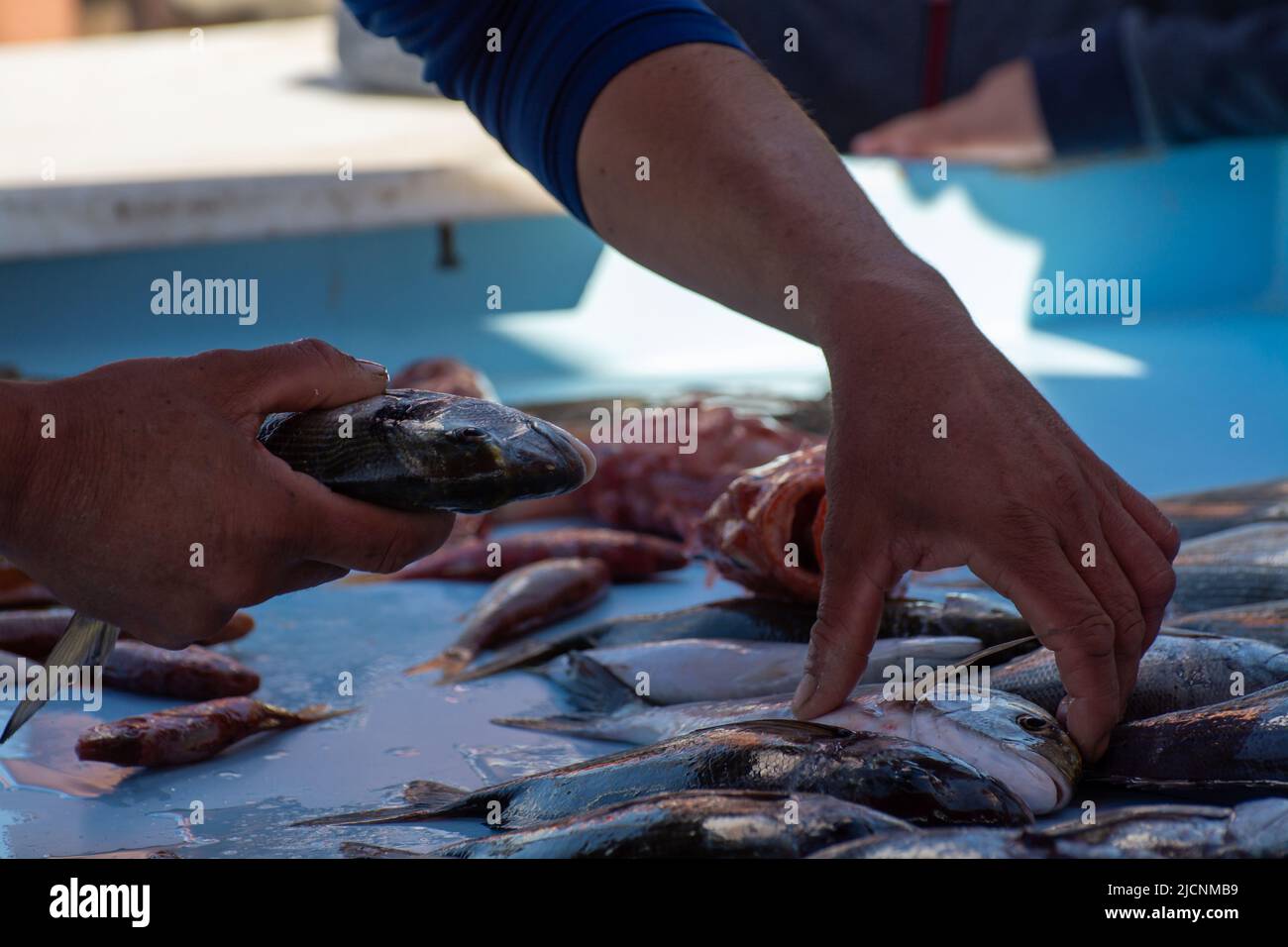 Catch of the day , fresh fish for sale on daily outdoor fisherman's ...