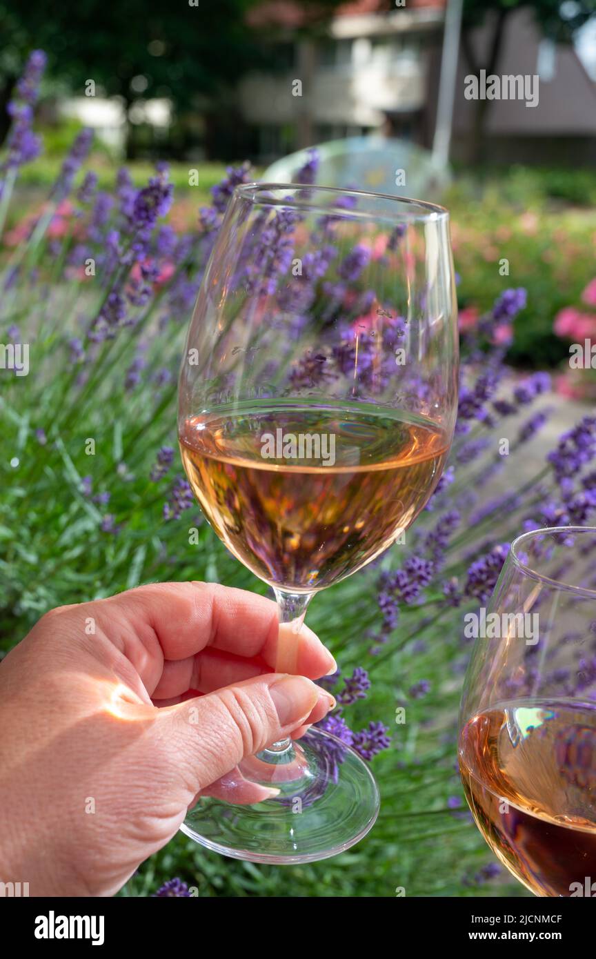 French rose wine from Provence, hand with glass of wine with purple ...