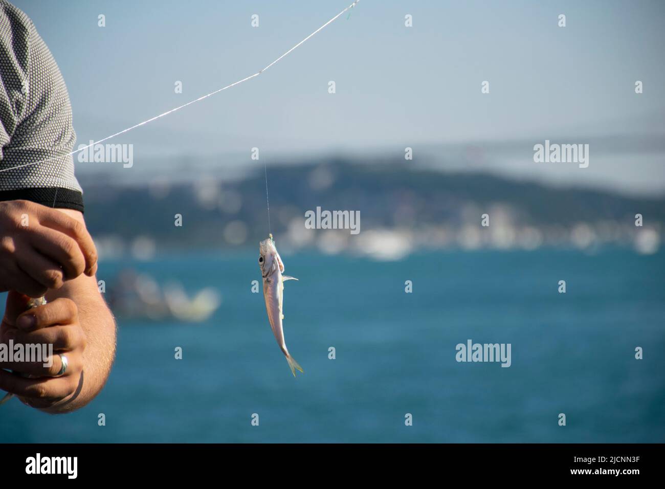 Freshly caught horse mackerel fish on a hook on a man's hand, side view ...