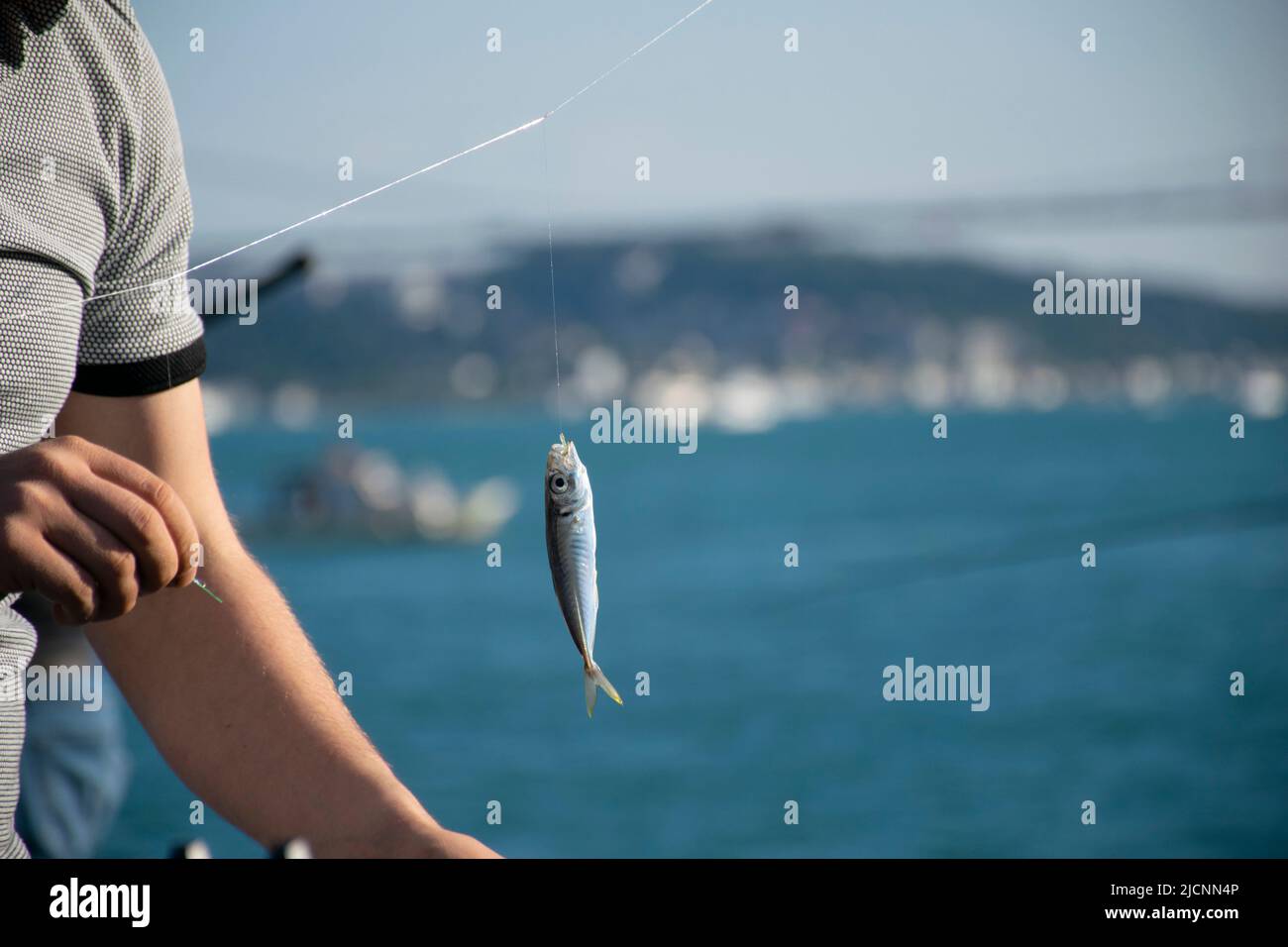 Freshly caught horse mackerel fish on a hook on a man's hand, side view ...