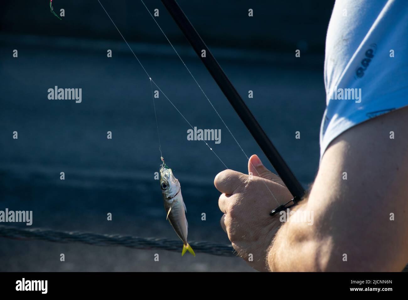 Freshly caught horse mackerel fish on a hook on a man's hand, side view ...