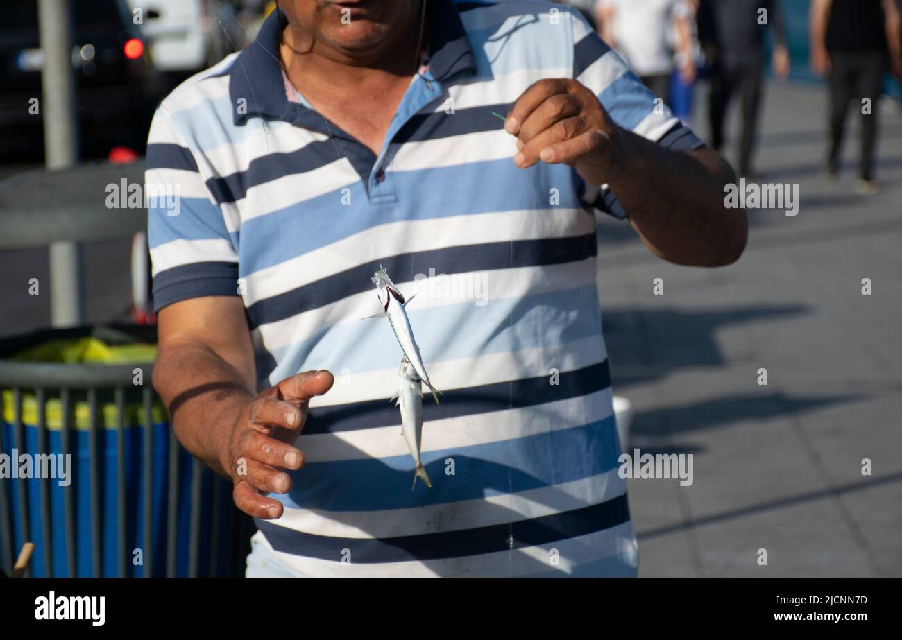 Freshly caught horse mackerel fish on a hook on a man's hand Stock ...