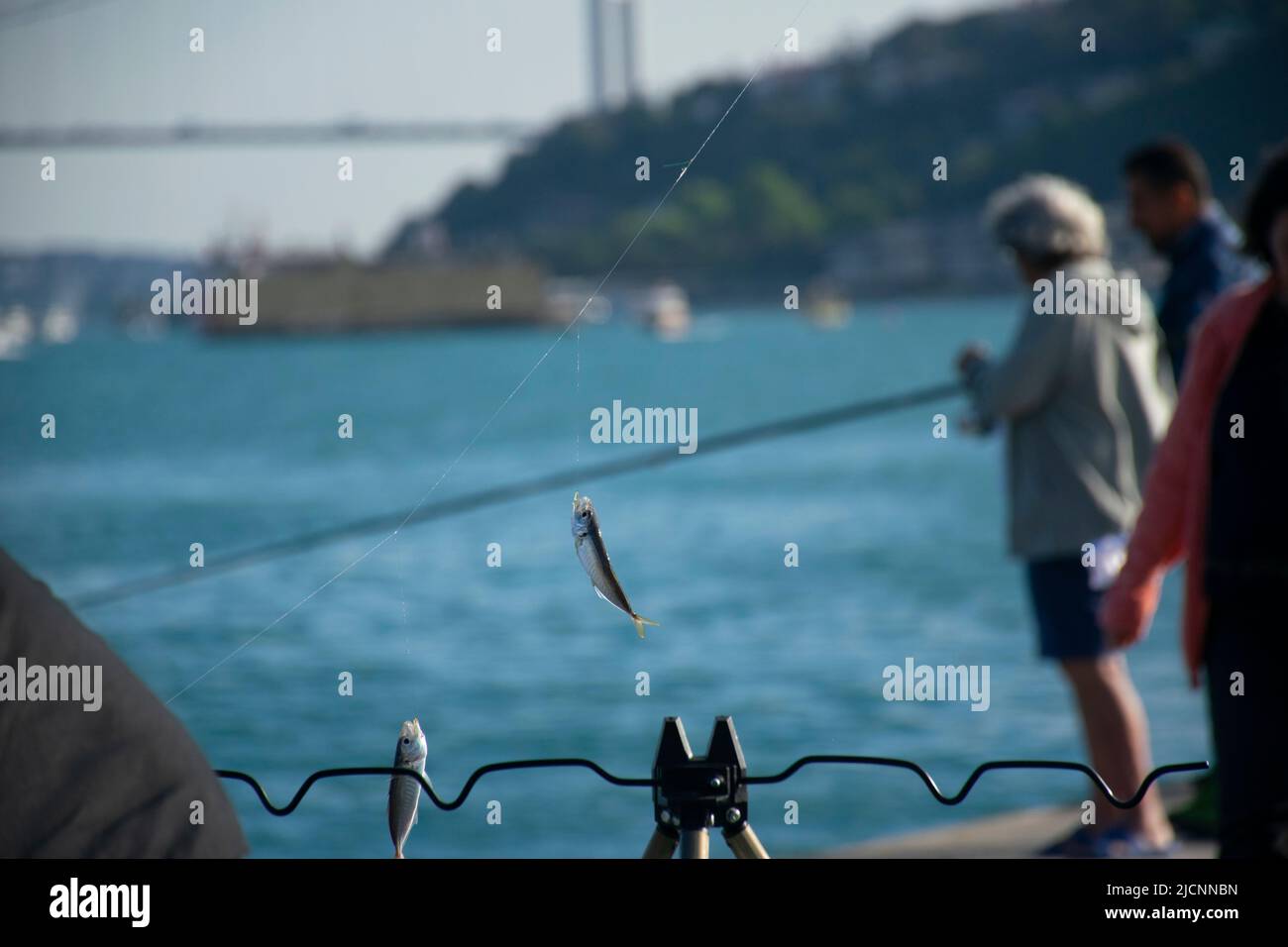 Freshly caught horse mackerel fish on a hook Stock Photo - Alamy