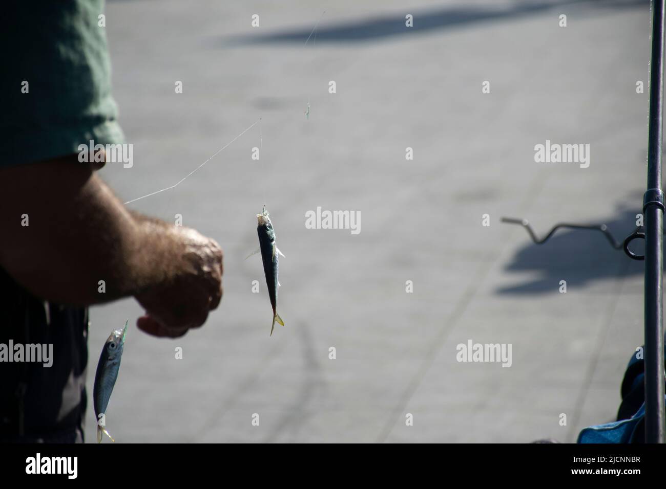 Freshly caught horse mackerel fish on a hook on a blurred background ...