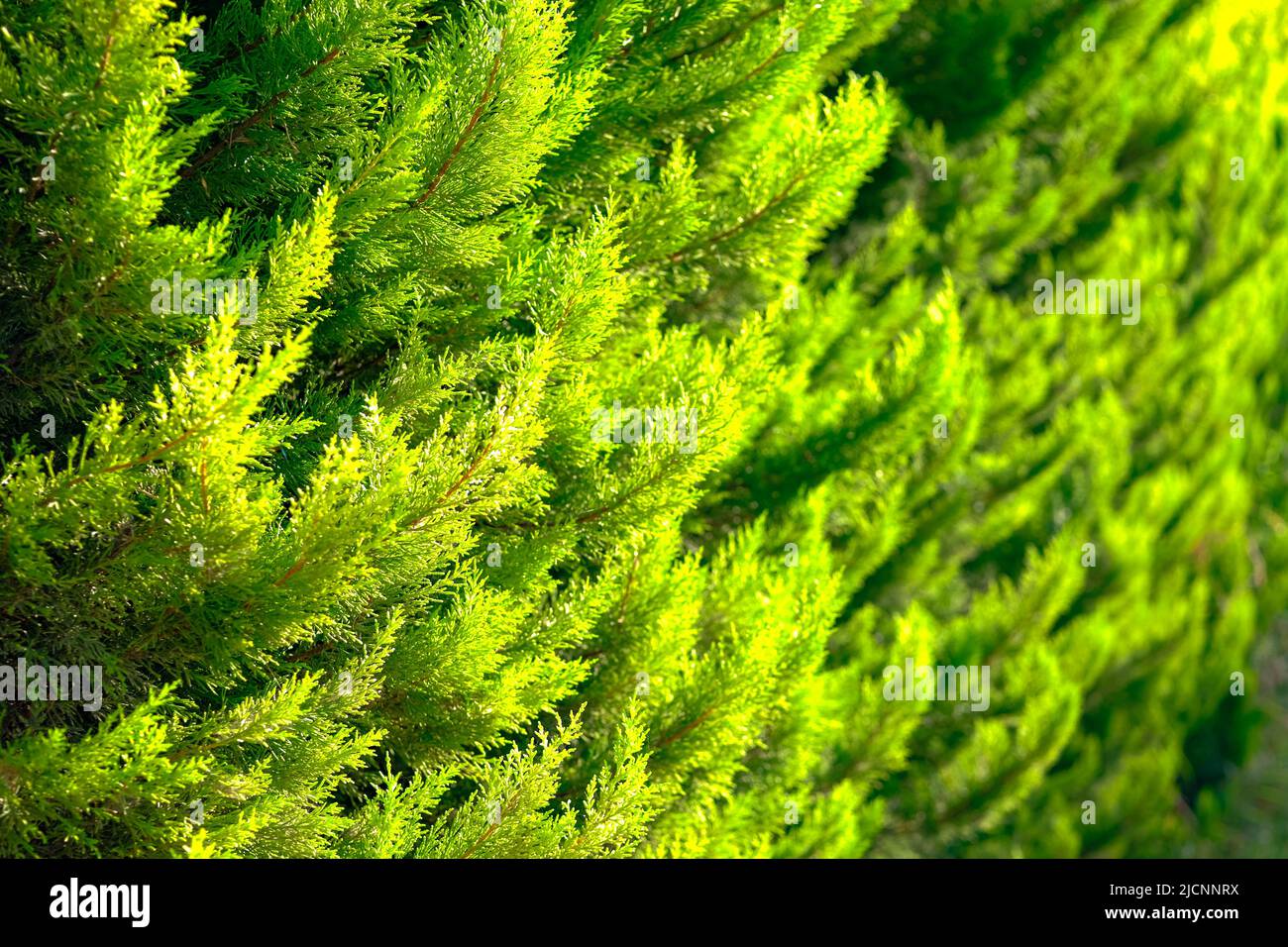 Juniper hedge hi-res stock photography and images - Alamy