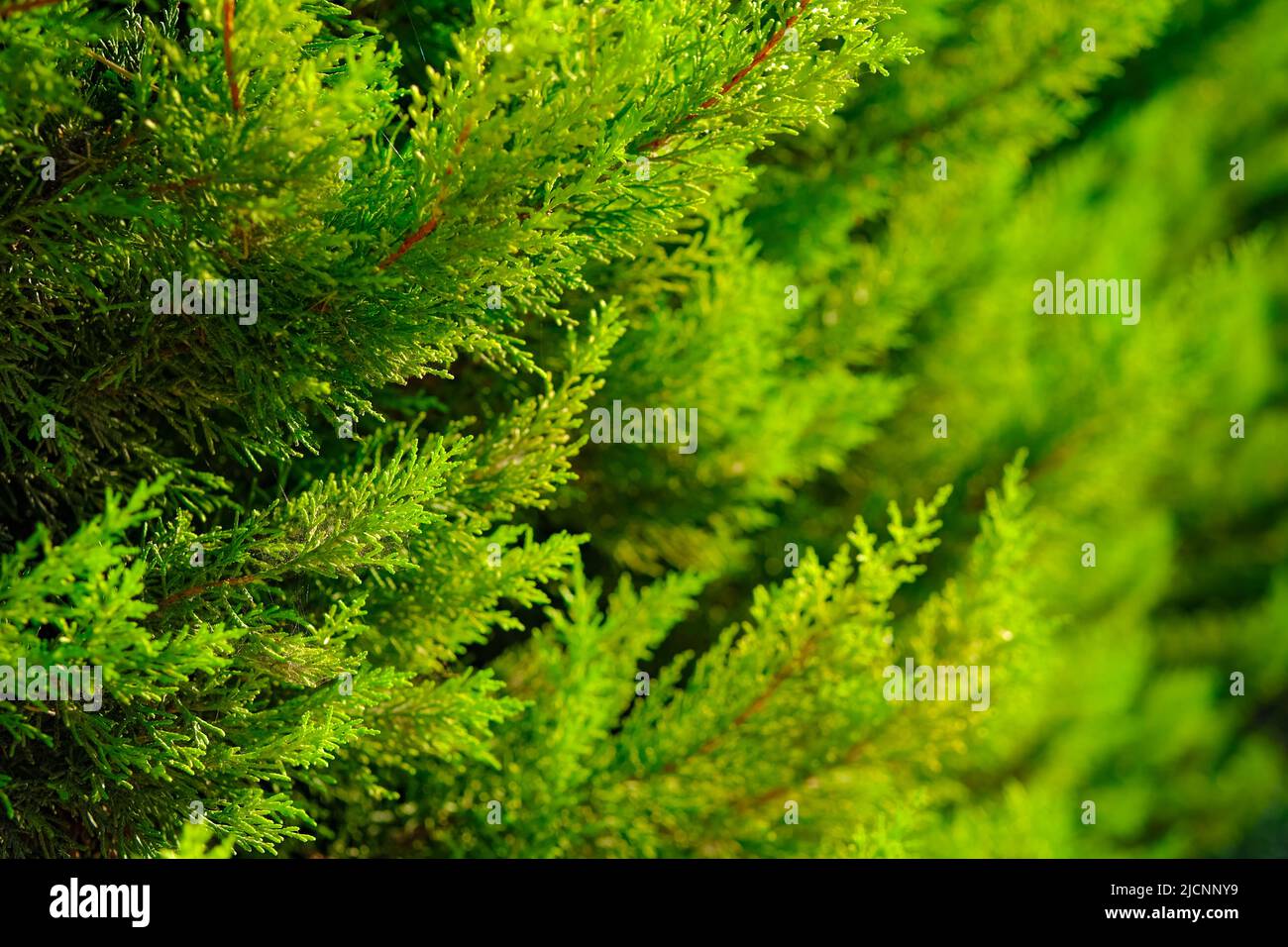 Beautiful green natural background of juniper hedge Stock Photo - Alamy