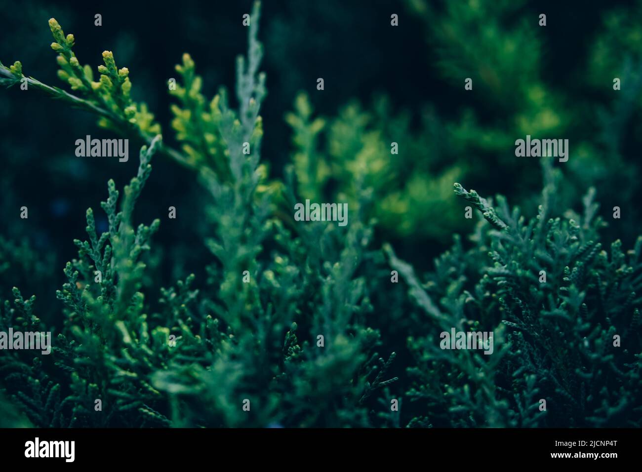 Beautiful green natural background of juniper Stock Photo - Alamy