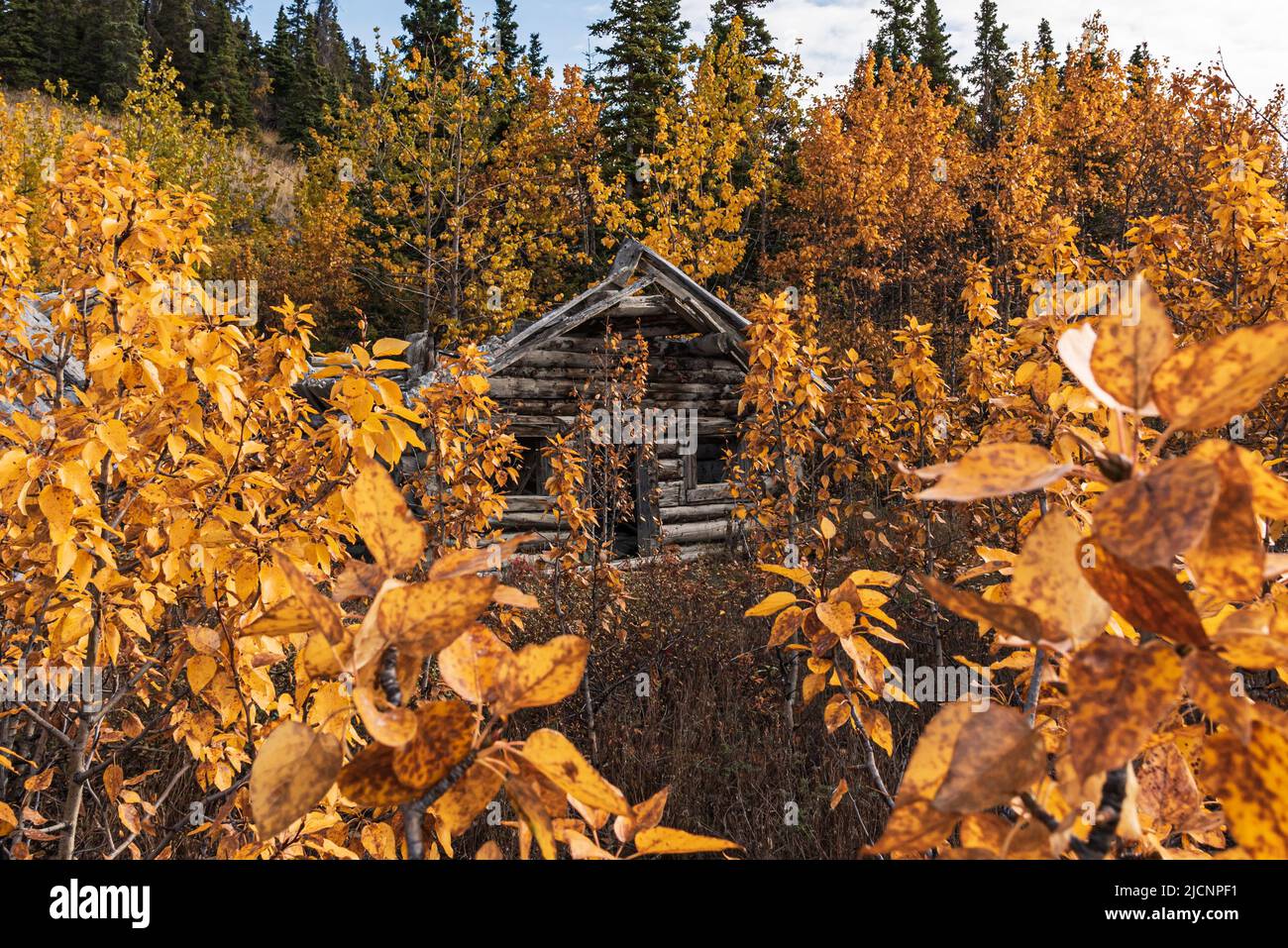 Abandoned log cabin that is collapsed and falling over in the woods ...