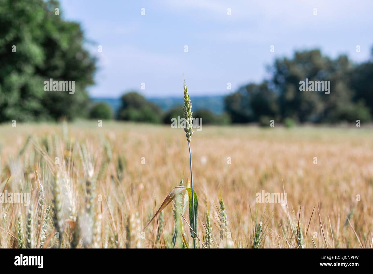Soft common Wheat field in summer Stock Photo - Alamy