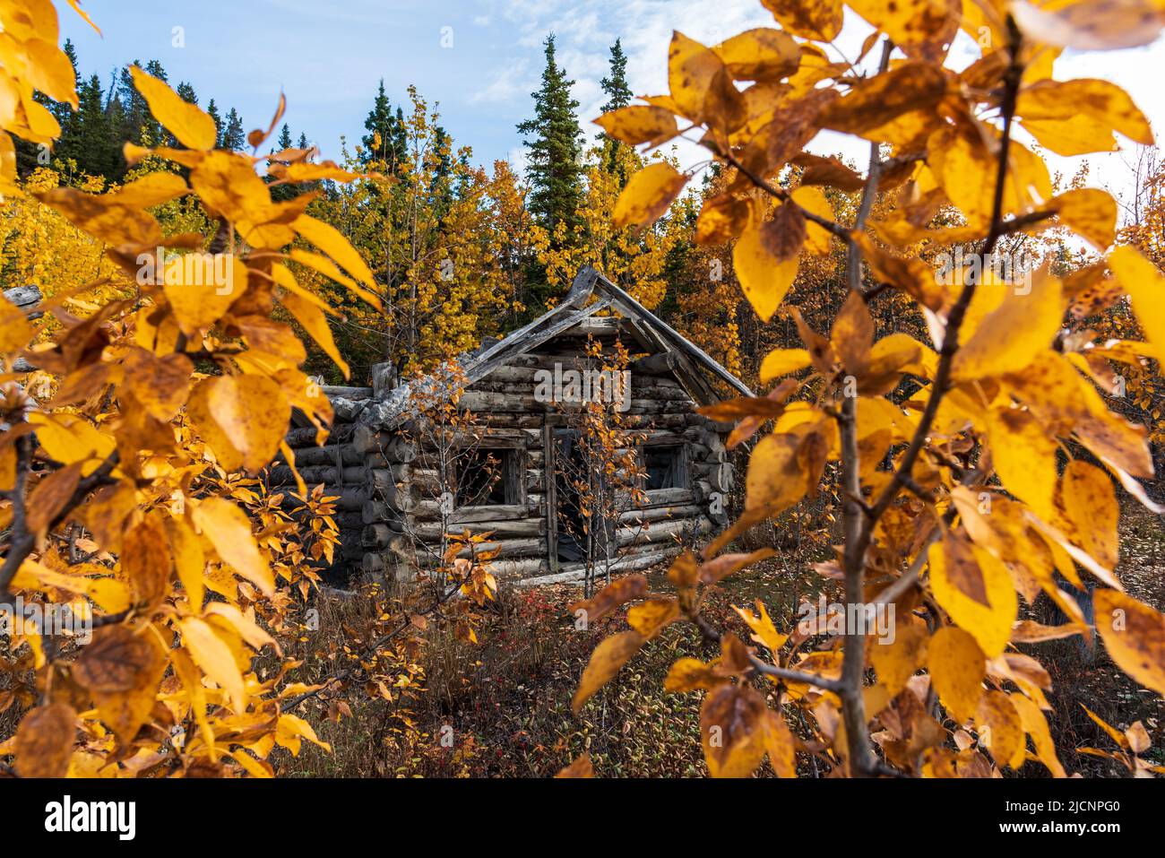 Abandoned log cabin that is collapsed and falling over in the woods ...