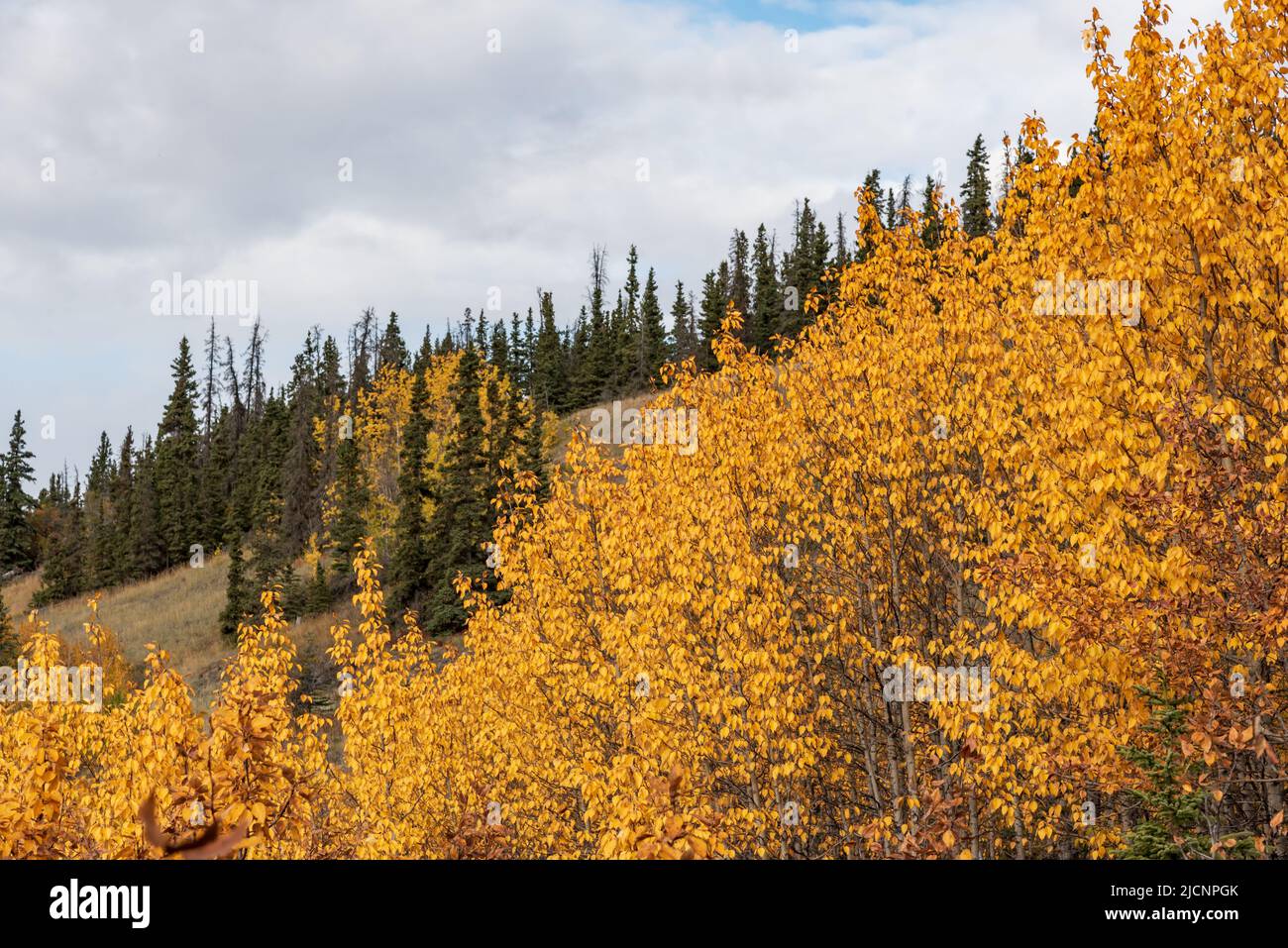 Fall season in northern Canada during September in autumn Stock Photo ...