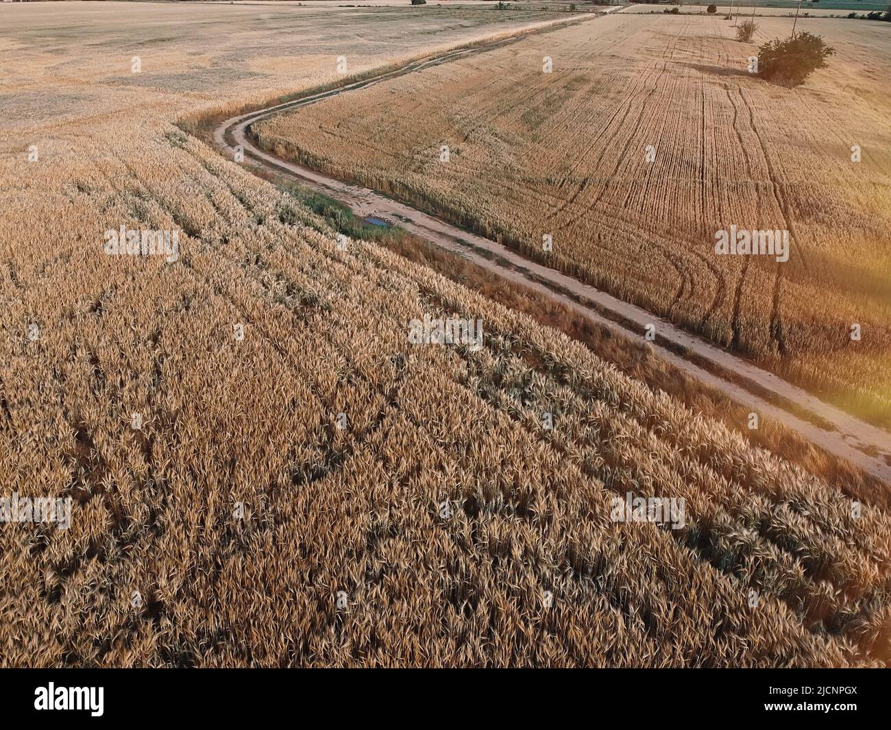 Aerial photography of soft wheat or barley field crop land Stock Photo ...