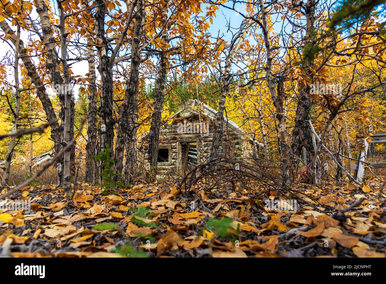 Abandoned log cabin that is collapsed and falling over in the woods ...