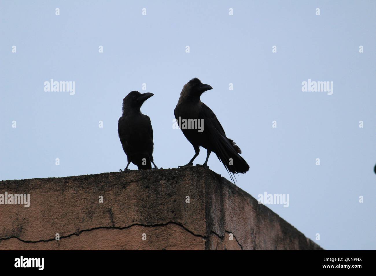 Two crows sitting on the wall in the early morning. Two crows facing ...