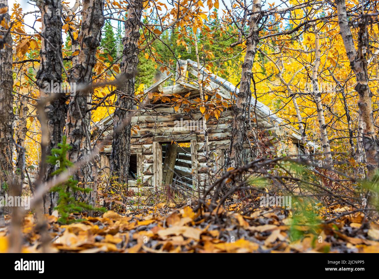 Abandoned log cabin that is collapsed and falling over in the woods ...