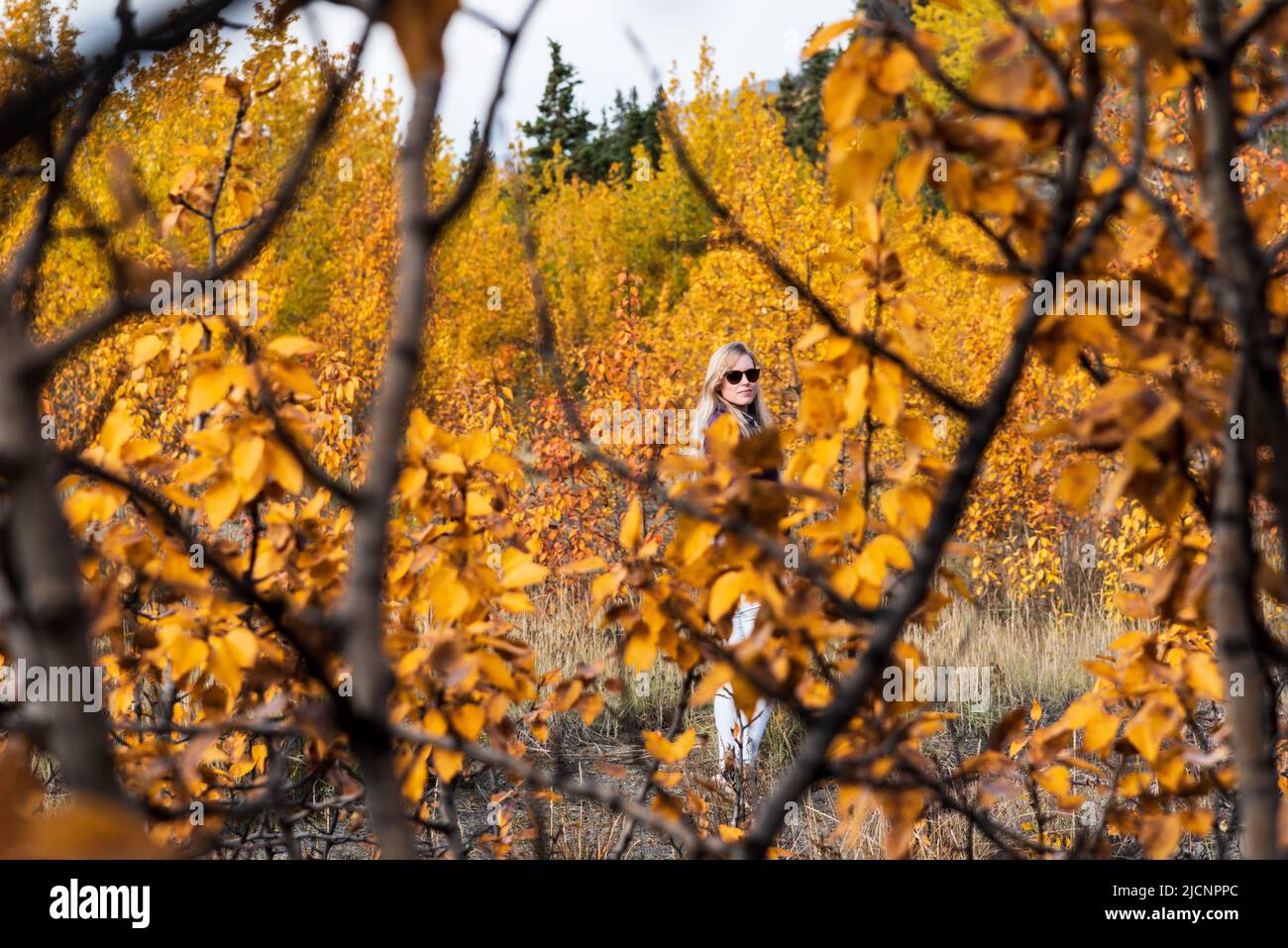 Tourist, woman standing in a fall, yellow covered landscape Stock Photo ...