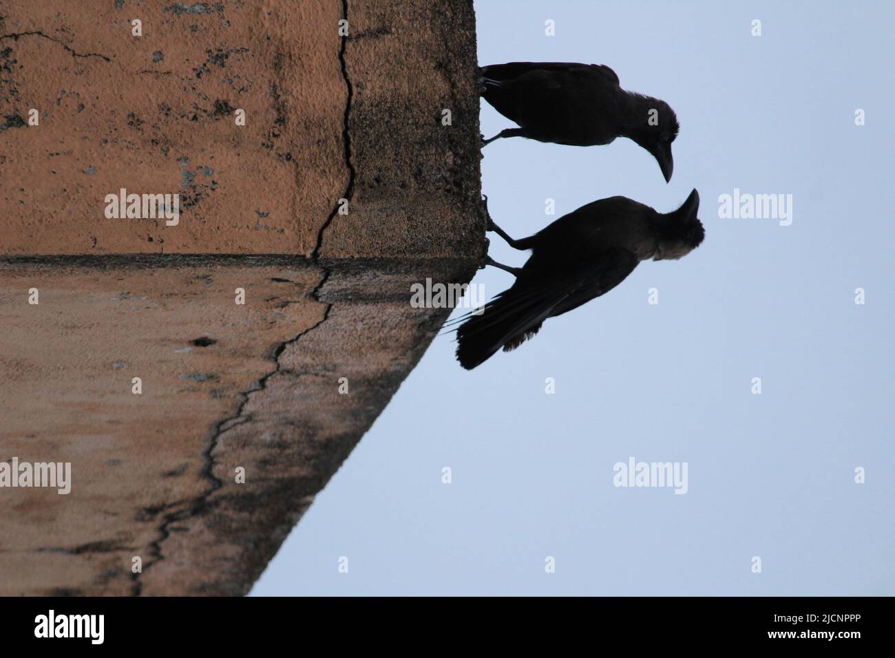 Two crows sitting on the wall in the early morning. Two crows facing ...
