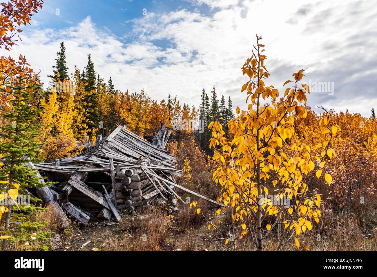 Abandoned log cabin that is collapsed and falling over in the woods ...
