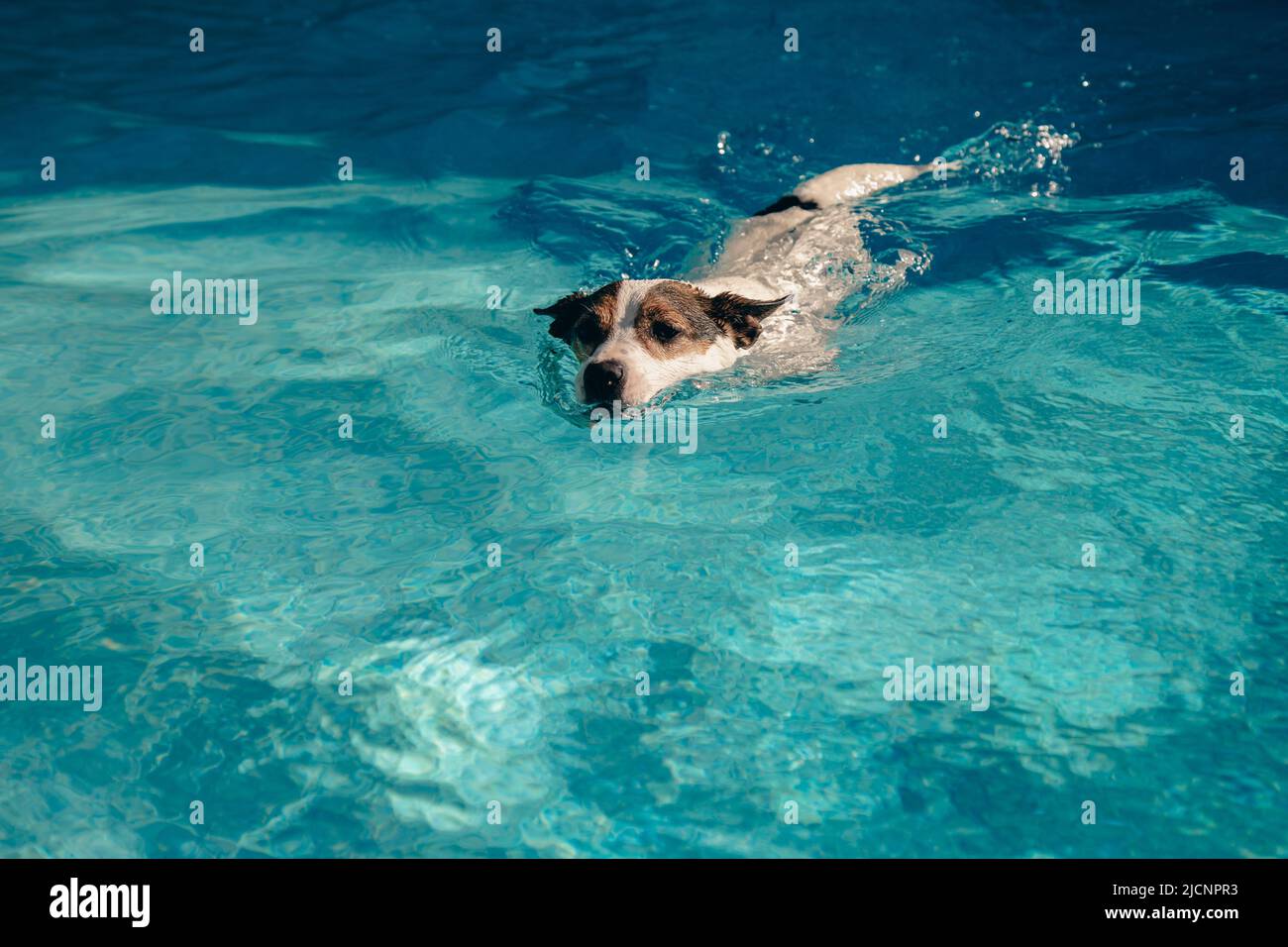 Jack Russell Terrier smoothly swimming in a backyard swimming pool ...