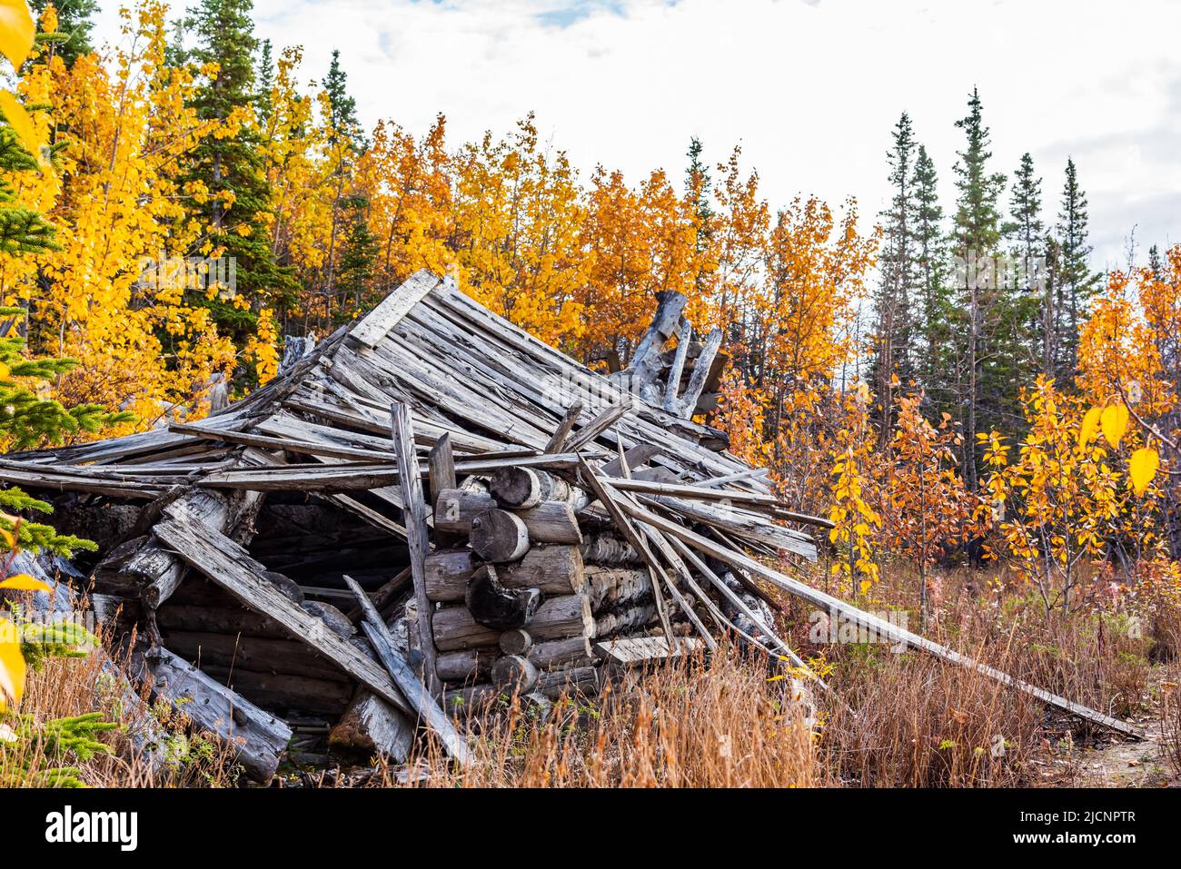 Abandoned log cabin that is collapsed and falling over in the woods ...