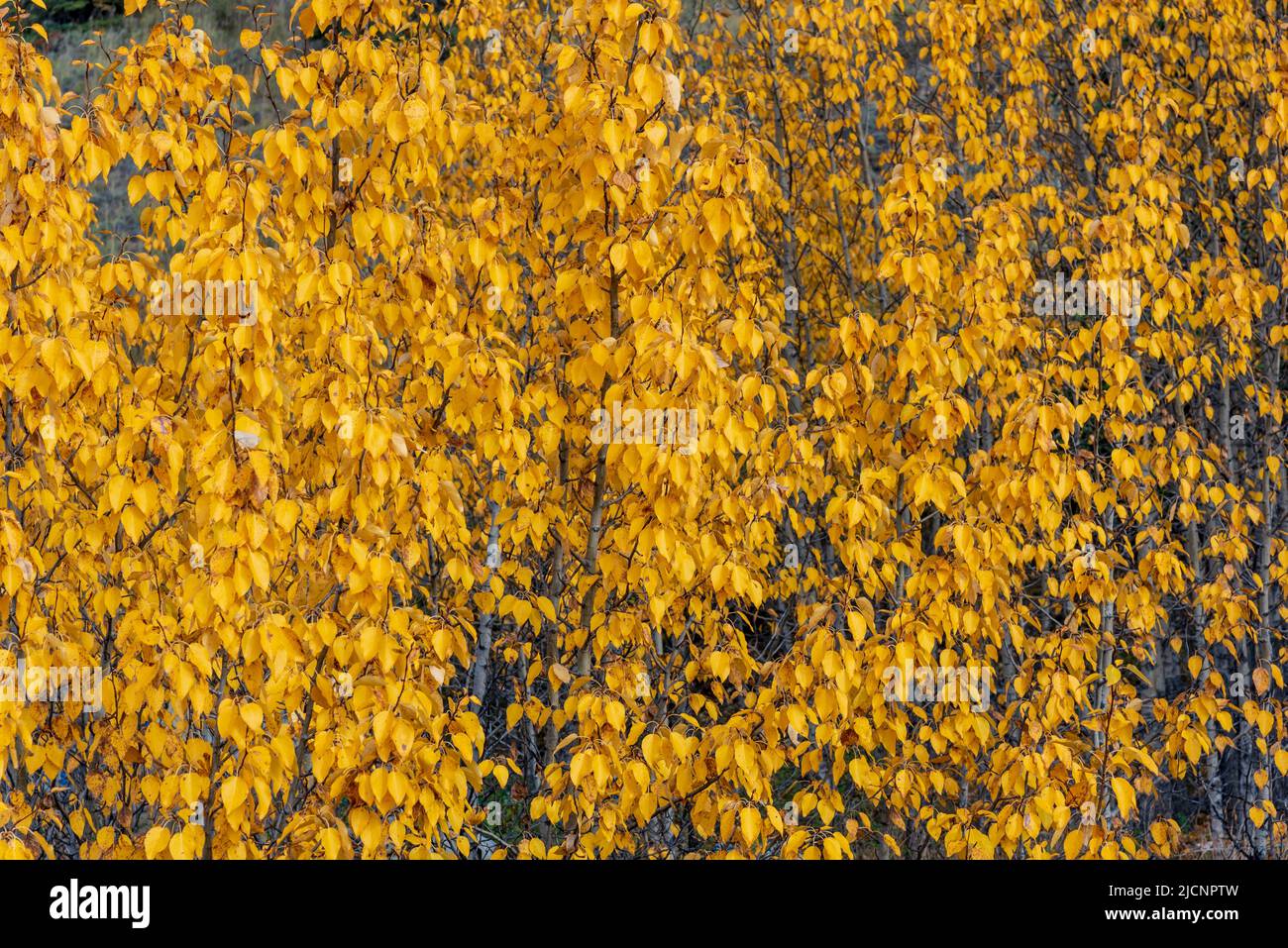 Boreal forest trees in September changing in the fall season to a ...