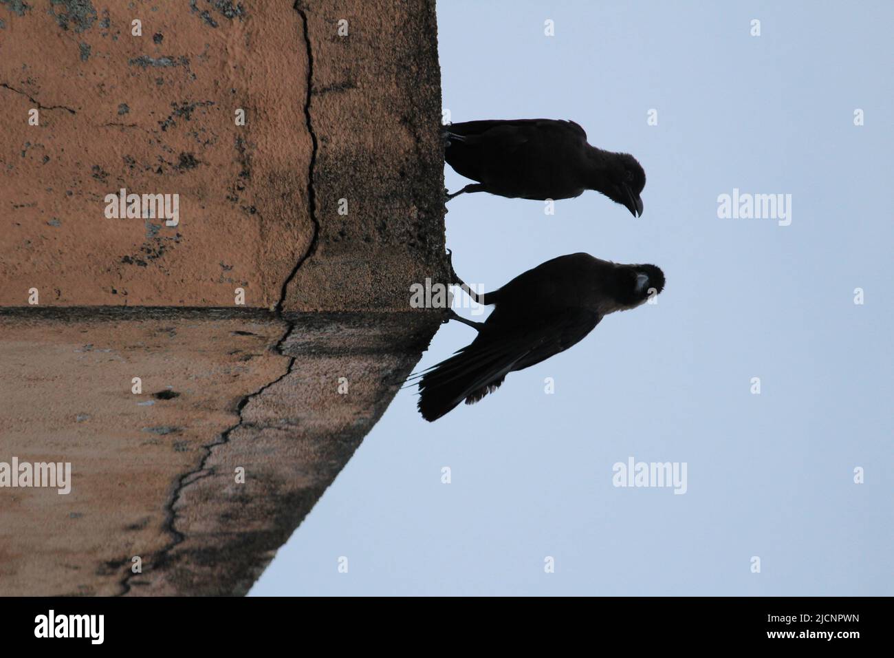 Two crows sitting on the wall in the early morning. Two crows facing ...