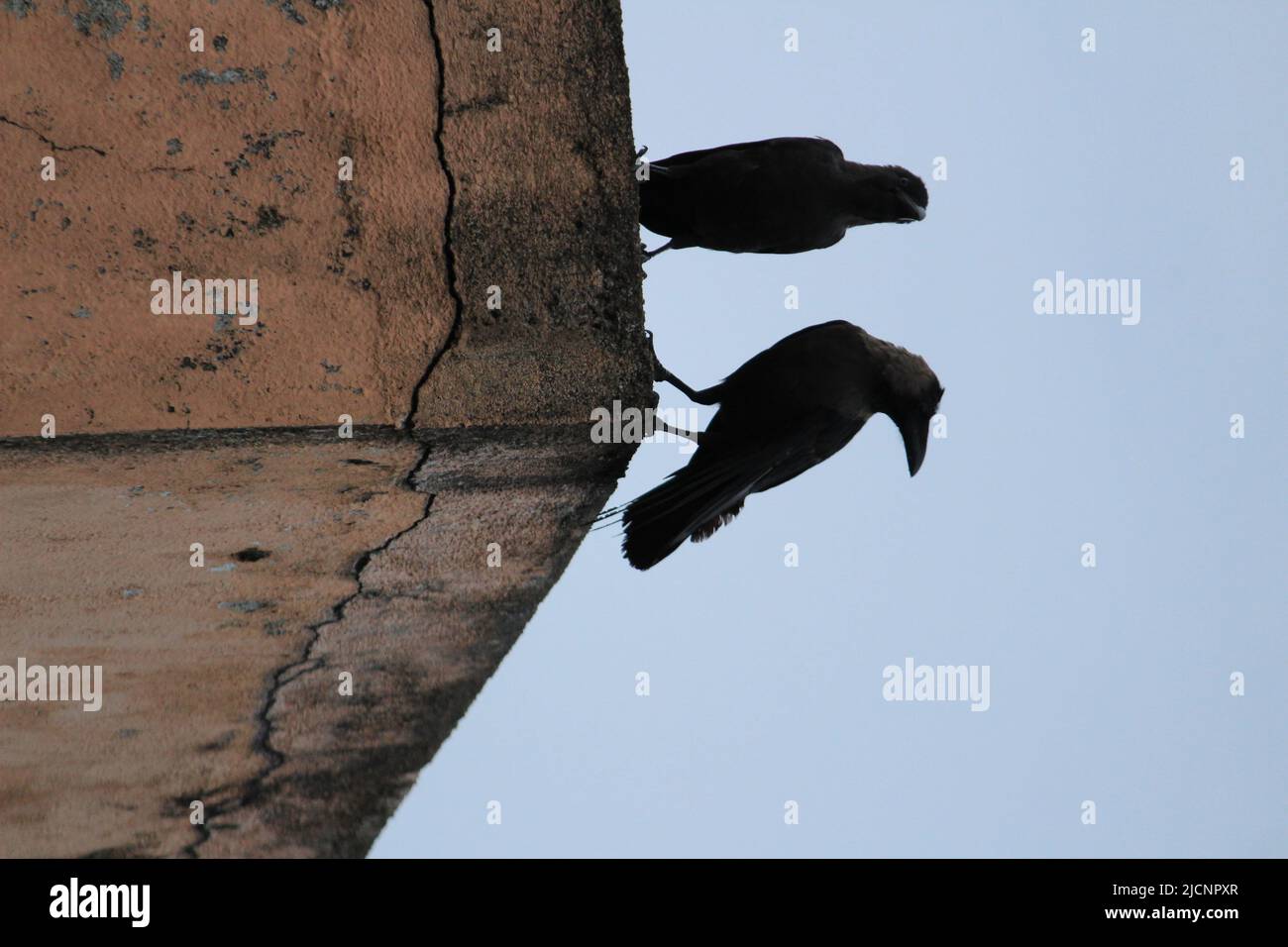 Two crows sitting on the wall in the early morning. Two crows facing ...