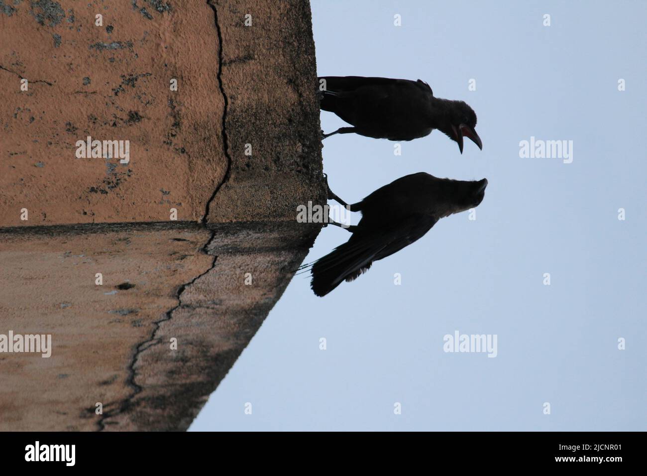 Two crows sitting on the wall in the early morning. Two crows facing ...