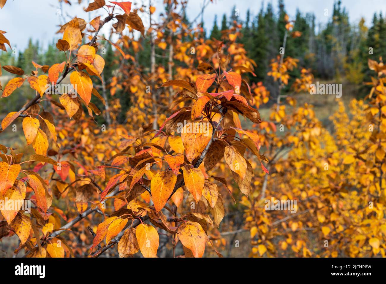 Fall landscape in the northern boreal forest of Canada with brhgt ...