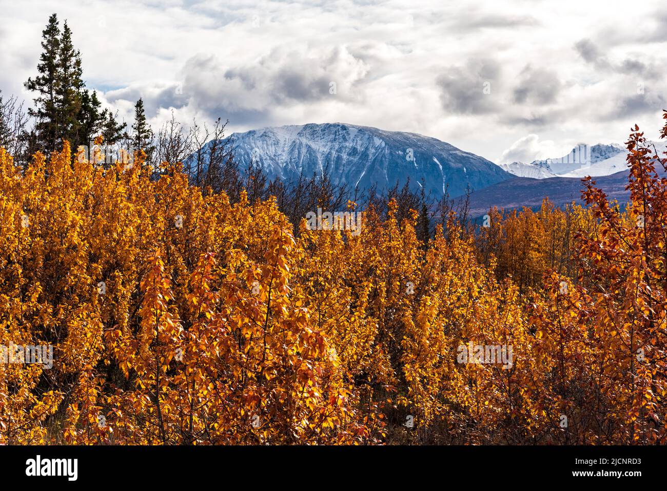 Fall landscape in the northern boreal forest of Canada with brhgt ...