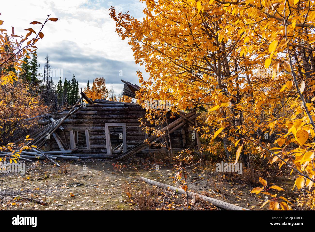 Abandoned log cabin that is collapsed and falling over in the woods ...