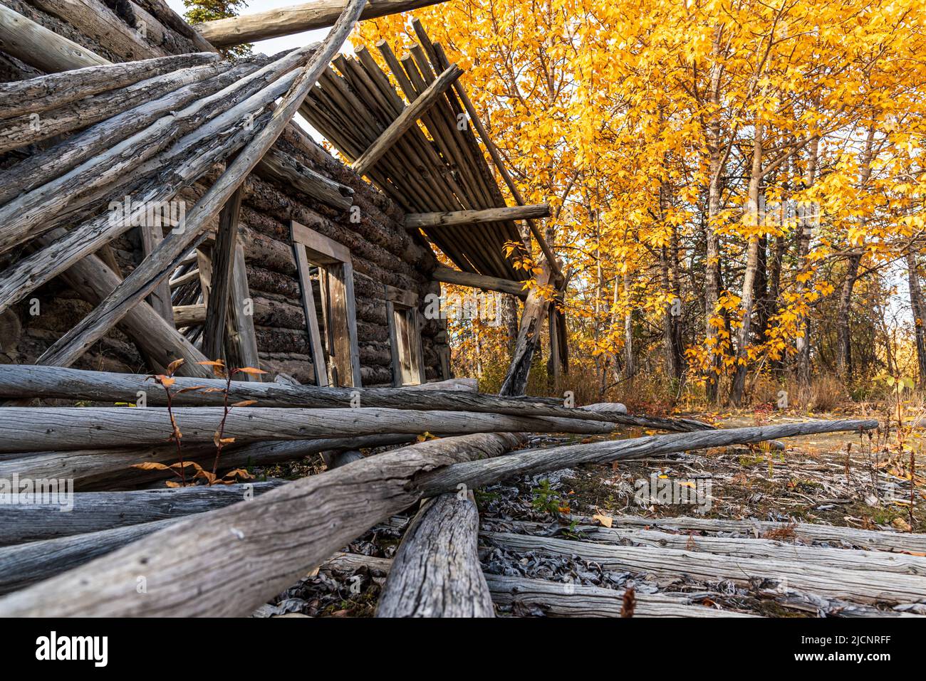 Abandoned and old gold rush era cabin falling over, collapsing in Stock ...