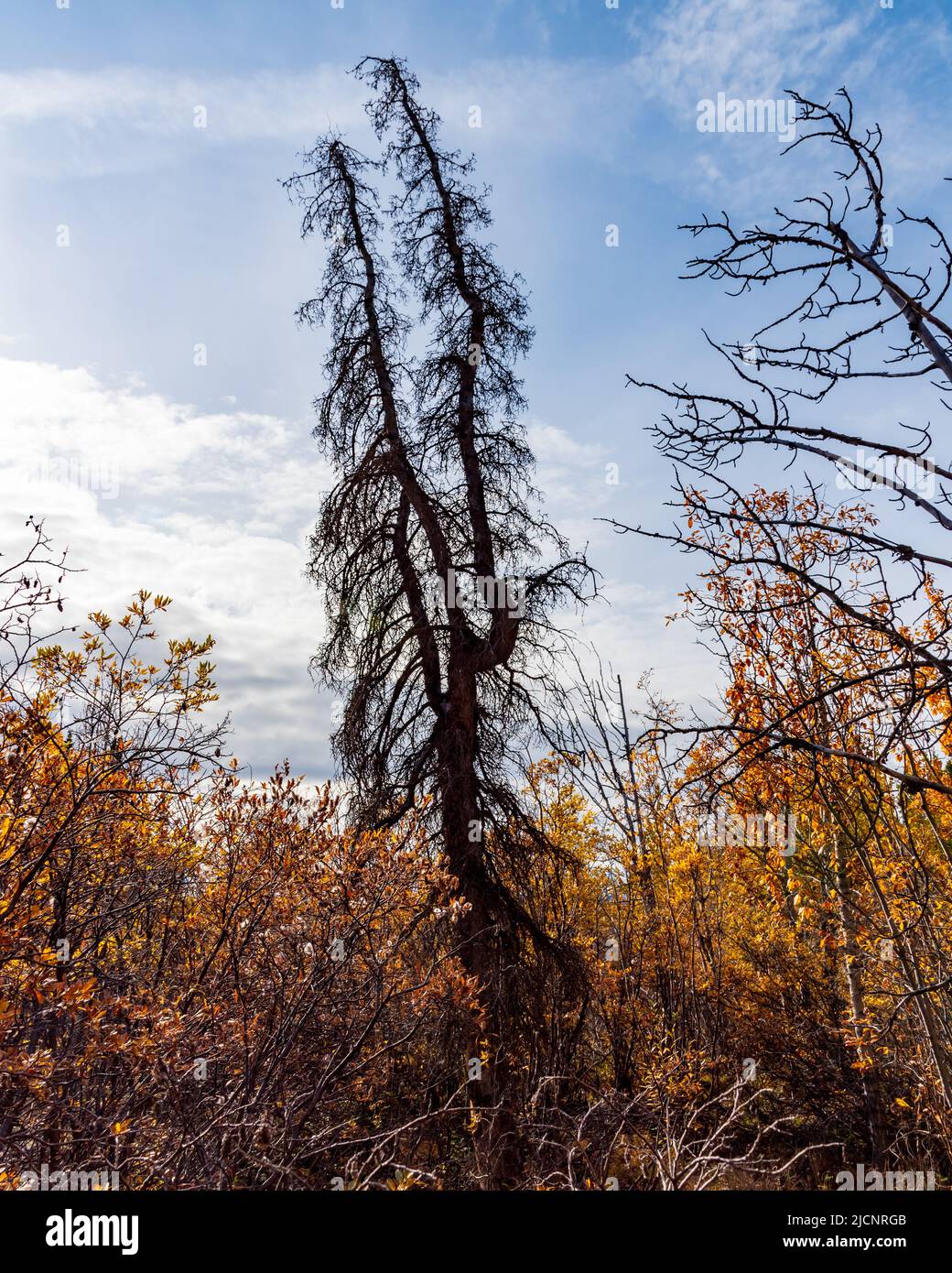 Dead tree in the middle of the wilderness of the boreal forest. Flora ...