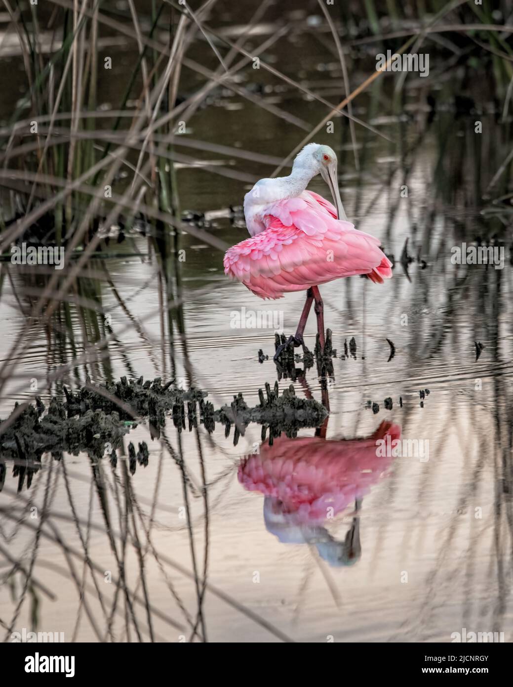 Roseate spoonbills grooming feathers hi-res stock photography and ...