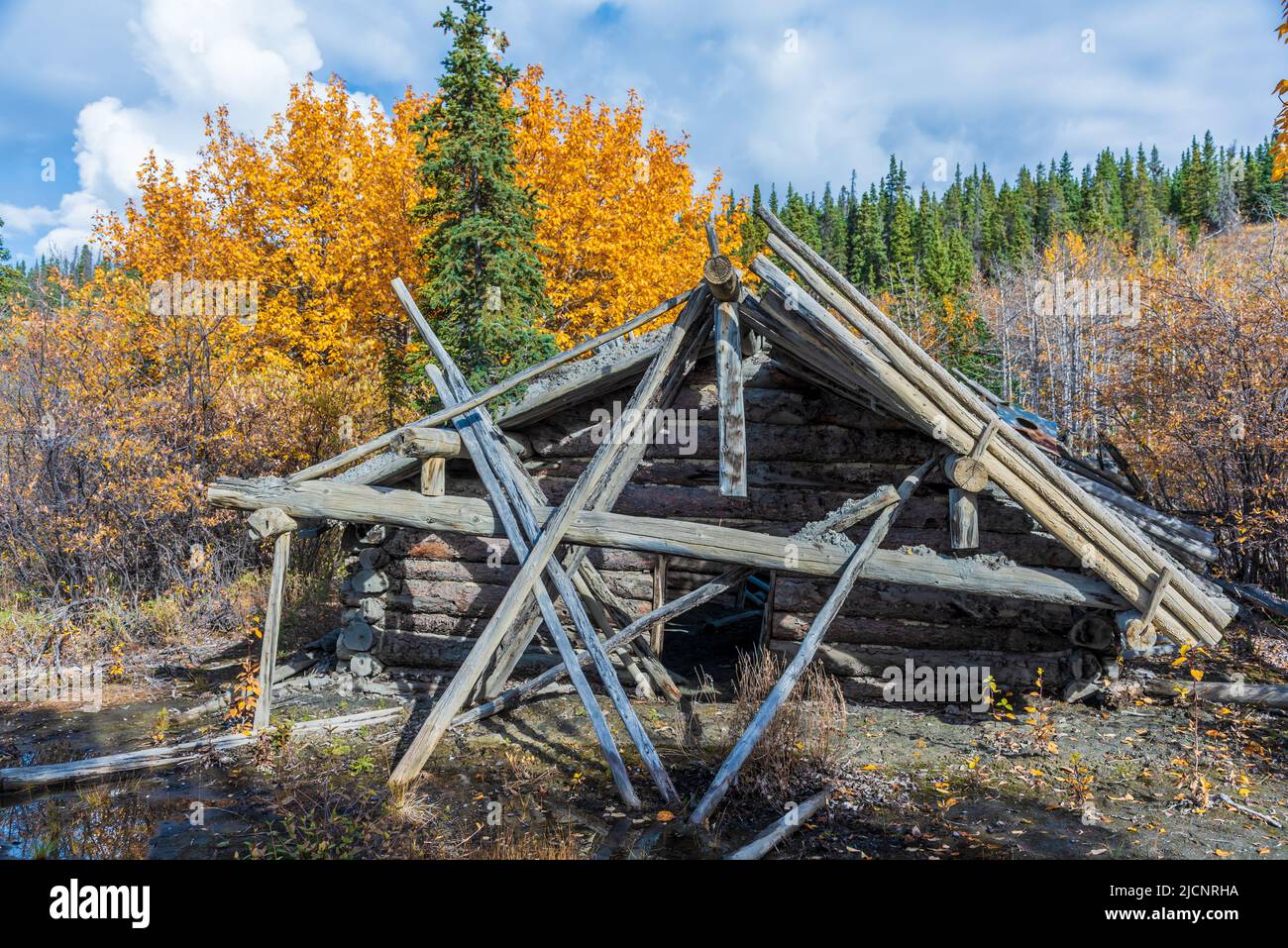 Abandoned log cabin that is collapsed and falling over in the woods ...
