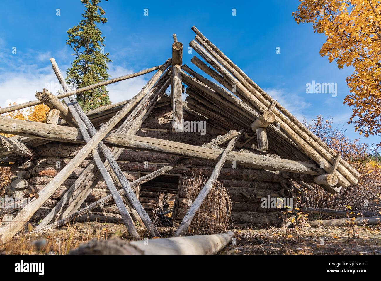 Abandoned log cabin that is collapsed and falling over in the woods ...