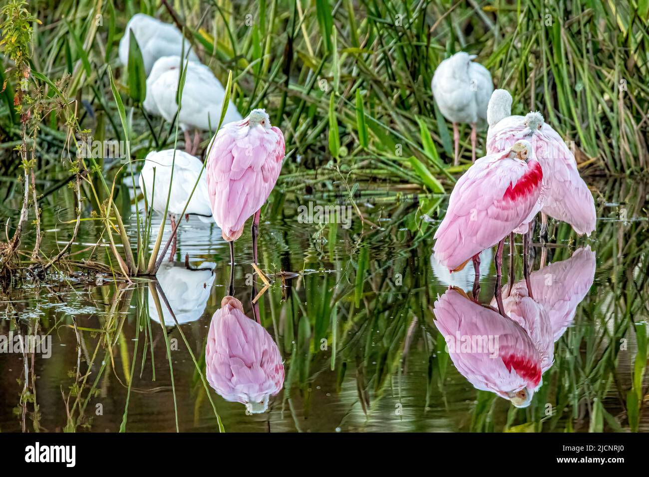 Roseate spoonbills grooming feathers hi-res stock photography and ...