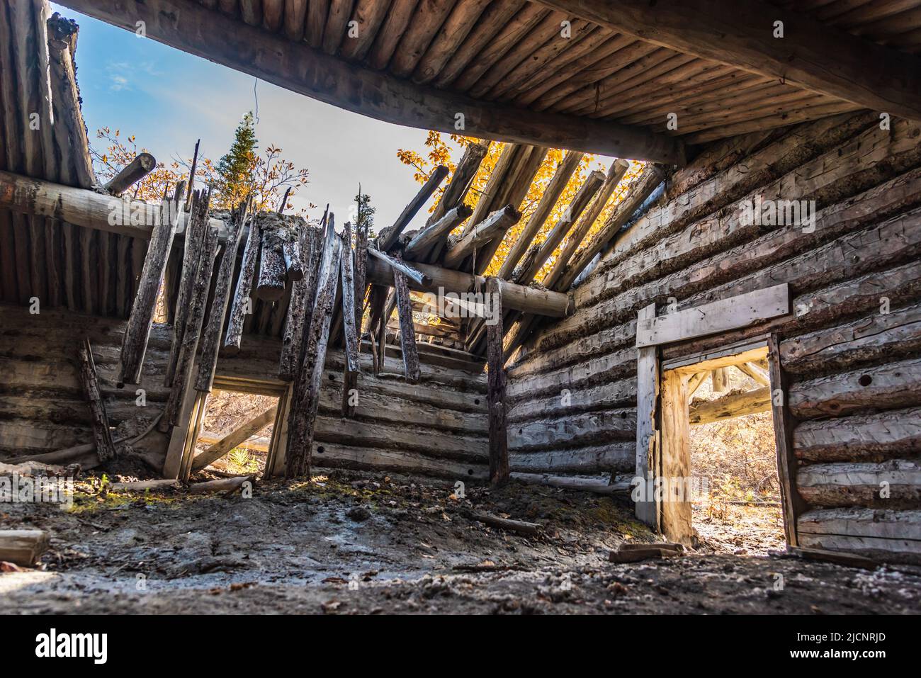 Abandoned log cabin that is collapsed and falling over in the woods ...