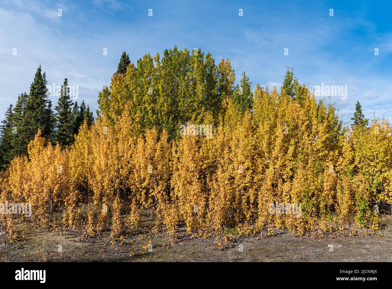 Fall season, time in boreal forest with bright yellow colors on ...