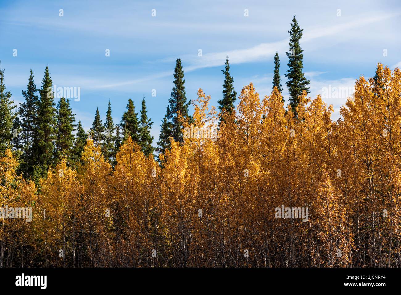 Fall season, time in boreal forest with bright yellow colors on ...