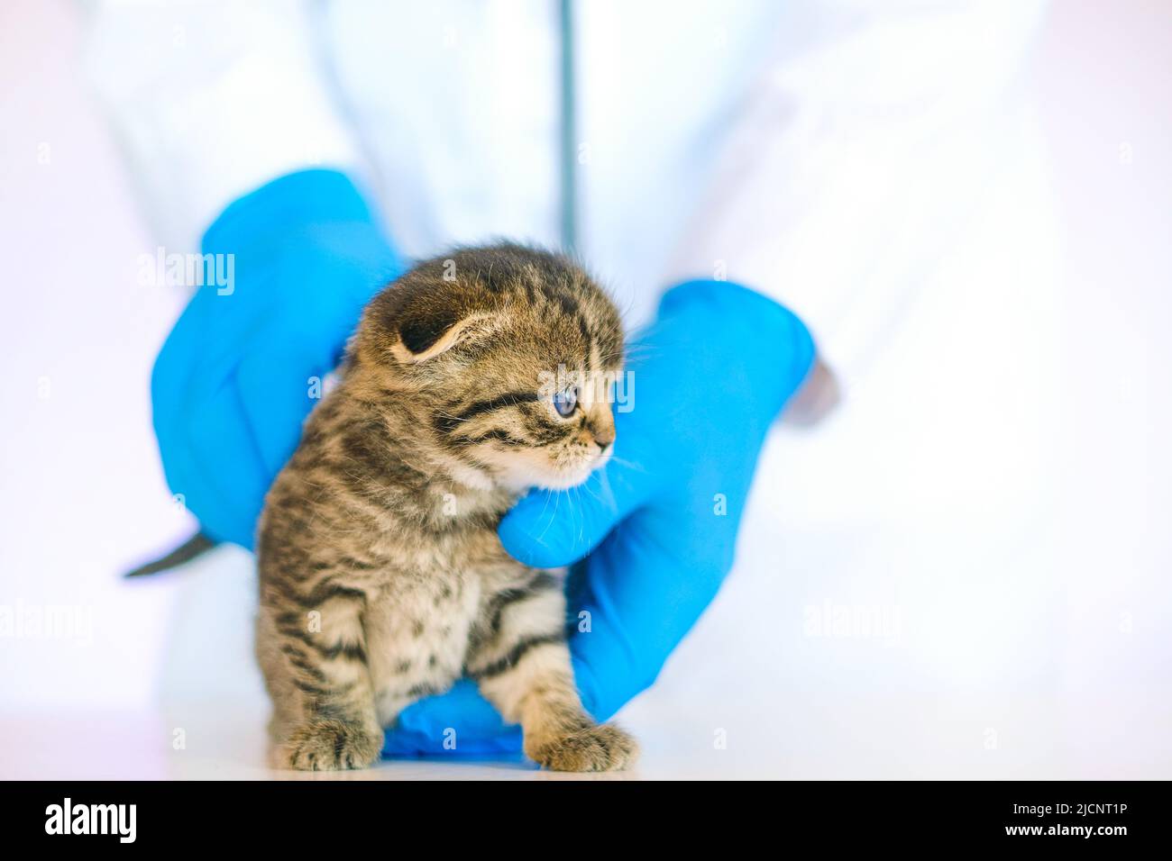 Kitten and veterinarian. Cat health.Examining a kitten with a ...