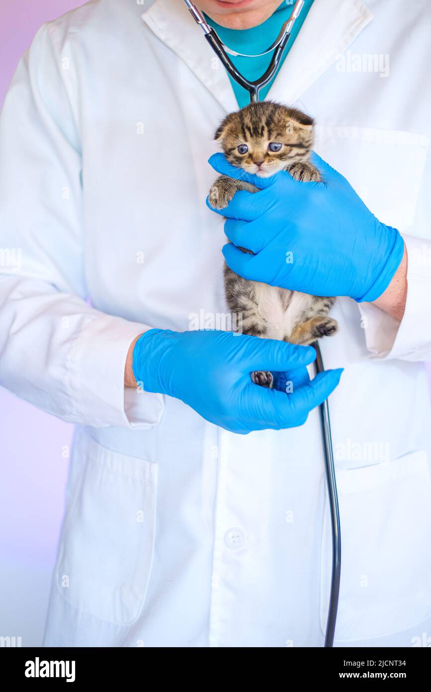 Cat health.Examining a kitten with a veterinarian. Scottish fold tabby ...