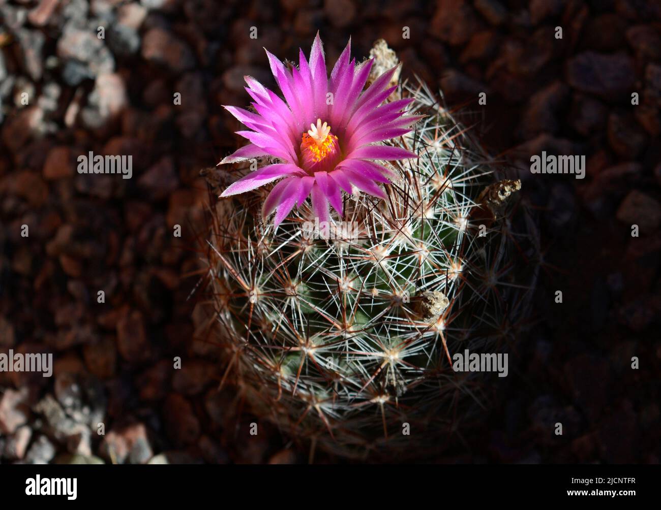 A beehive cactus (Escobaria vivipara) blooms in the desert of the ...