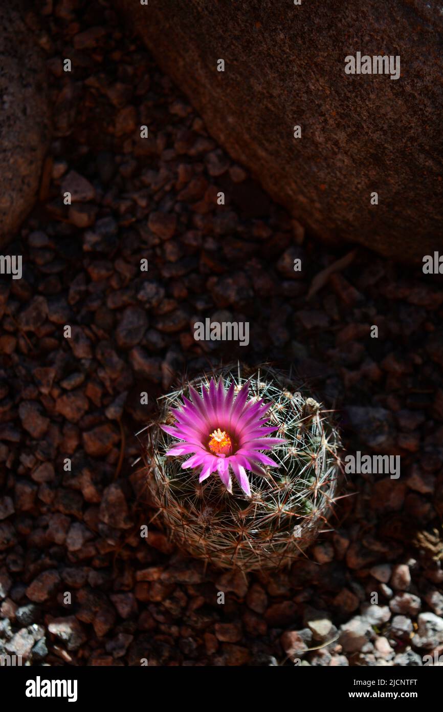 Beehive cactus hi-res stock photography and images - Alamy